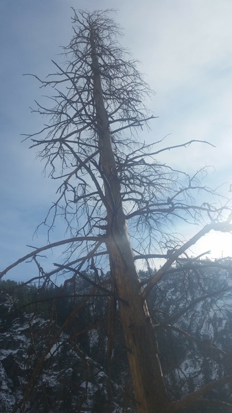 The giant dead tree at the base of Animation and Cannabis Sportiva ...