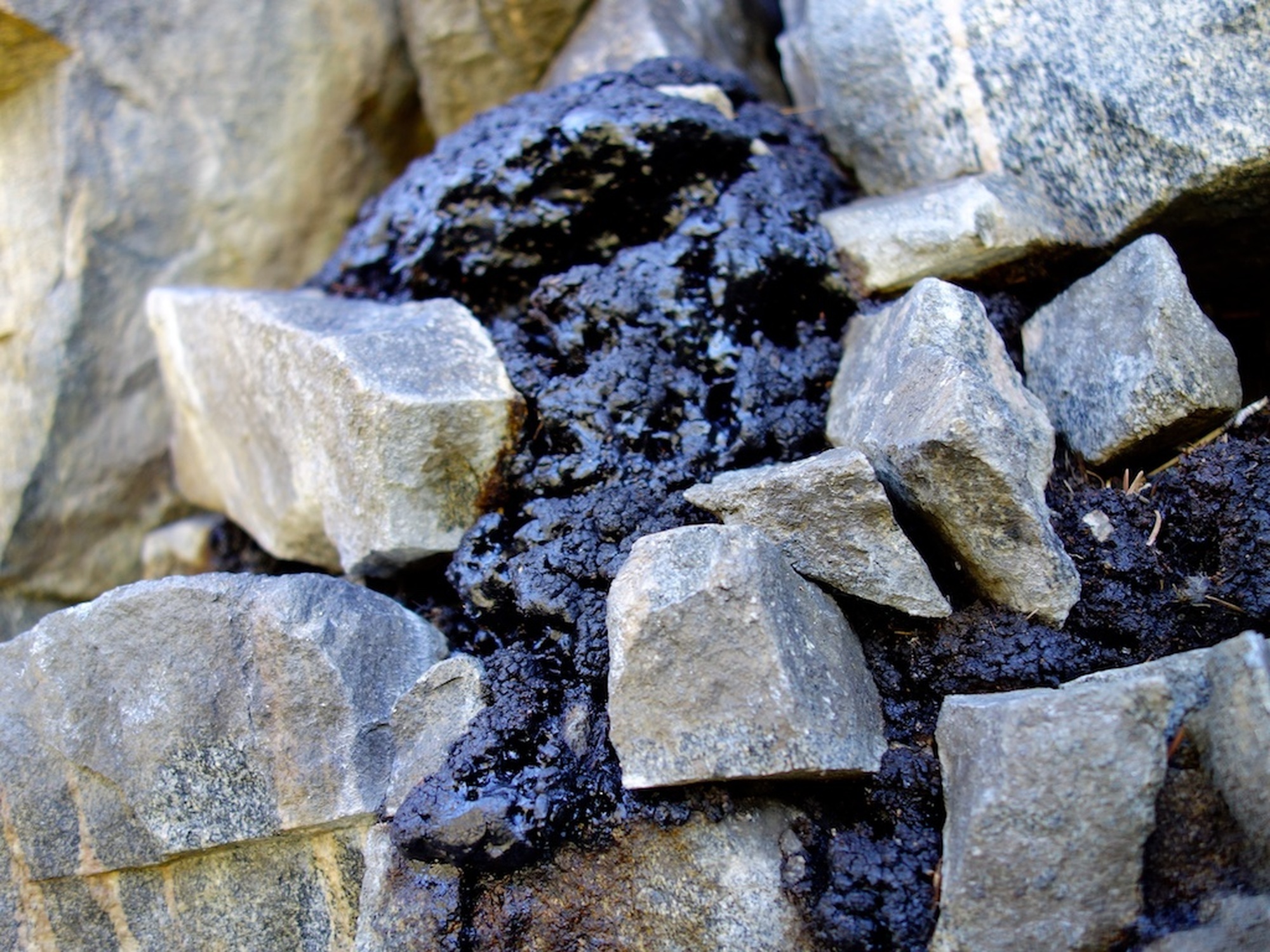 A healthy pile of guano en route.