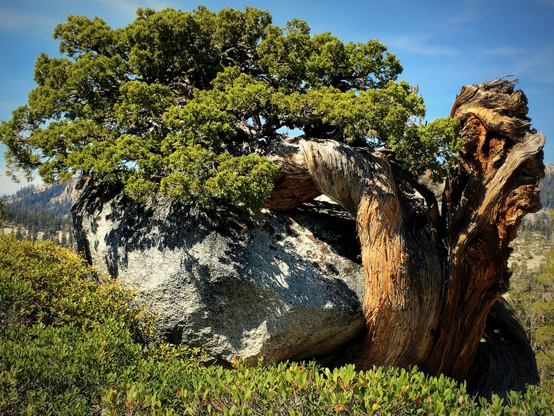 Juniper and rock near Olmstead Point