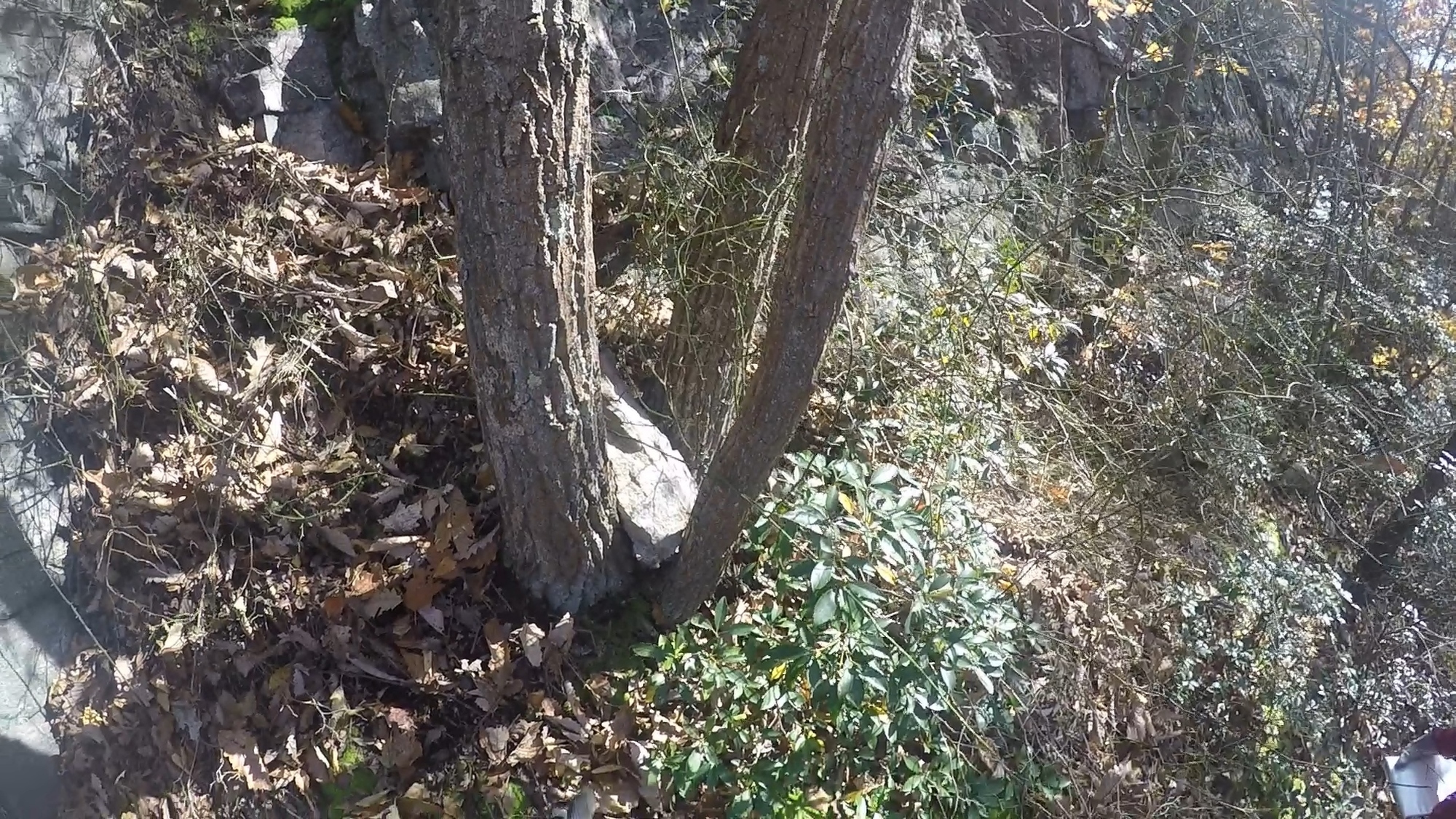 Triple Trunk Tree with Rock Marking scramble to Cumber Honey and climbs ...