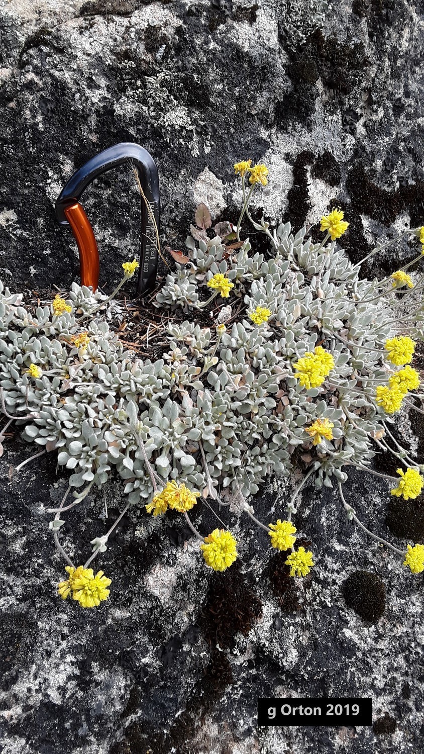 Acker Rock buckwheat (Eriogonum villosissimum) in bloom (June through ...
