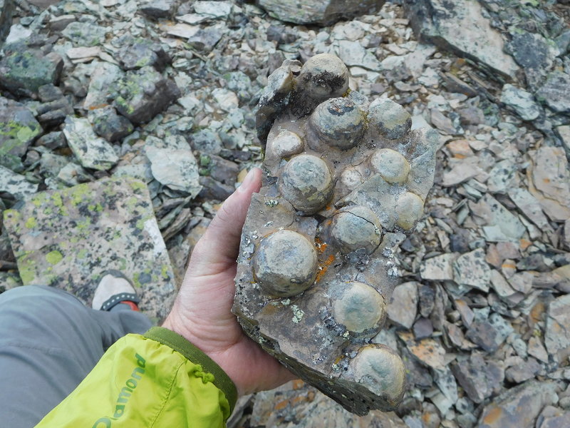Amazing mud clast fossils to be found high on the route!