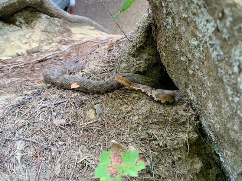 Beware of the rocks at the base of the climb! Three copperheads live in ...
