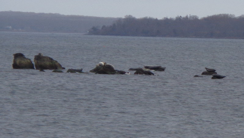 Seals hauled out on the rocks called the Seven Sisters at the end of ...