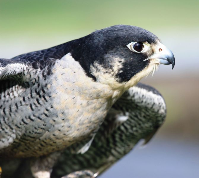 Peregrine Falcons are a common sight at climbing areas throughout ...