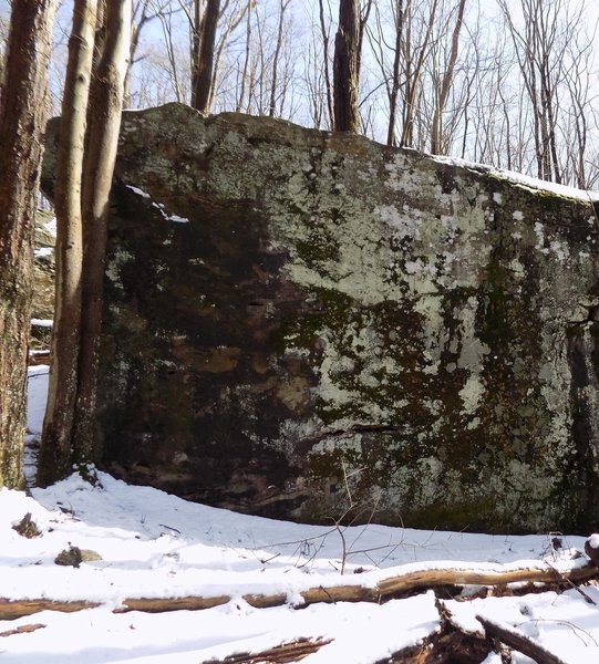 Climb Quad Trees, Coopers Rock State Forest