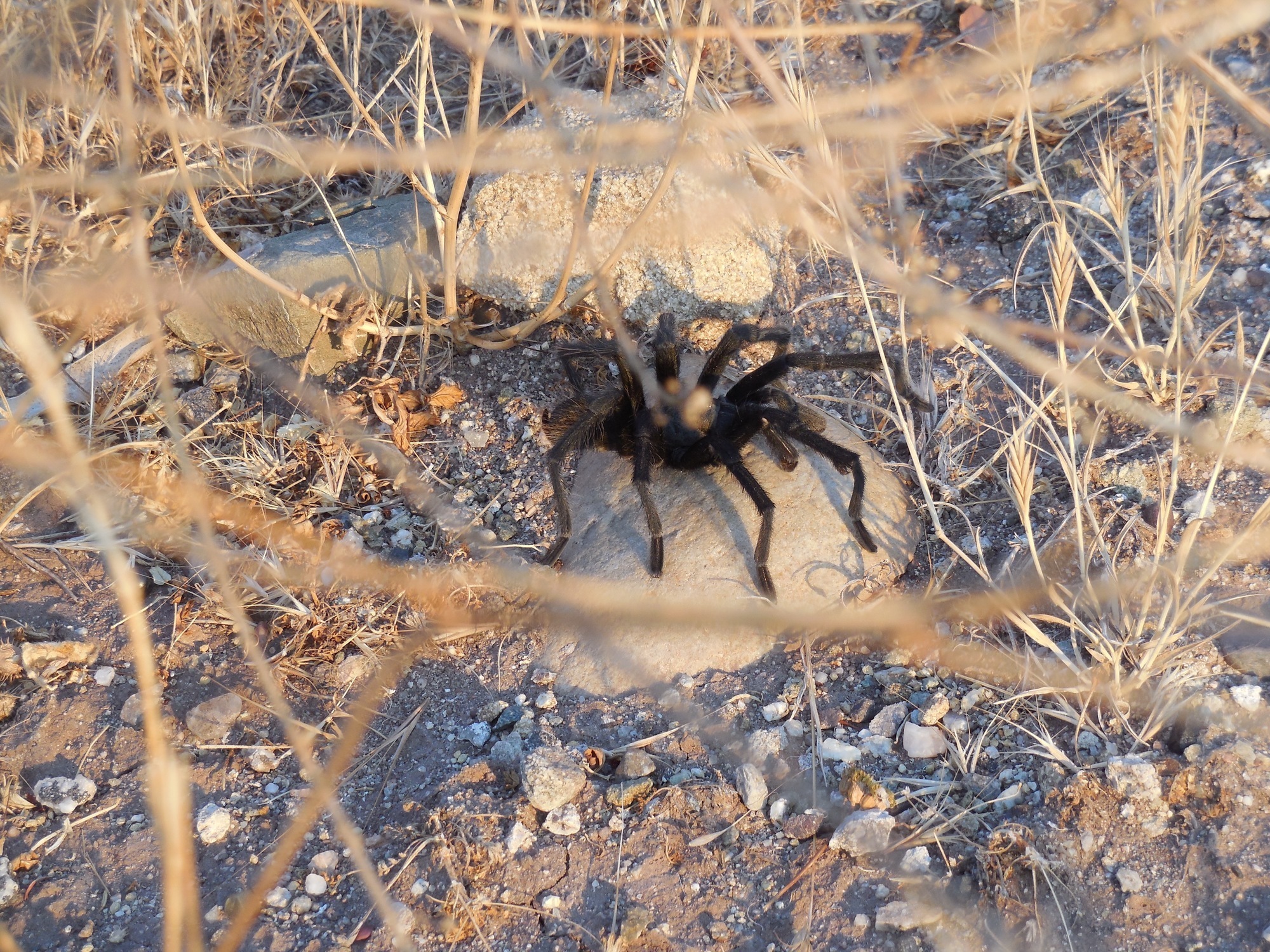 A little eight-legged creature greeting visitors to the Corpse Wall.
