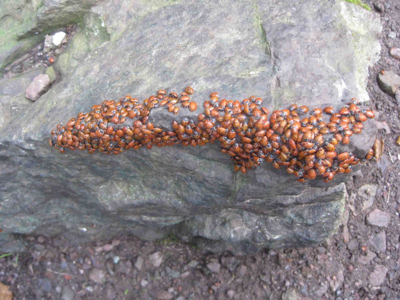 Ladybug swarm.