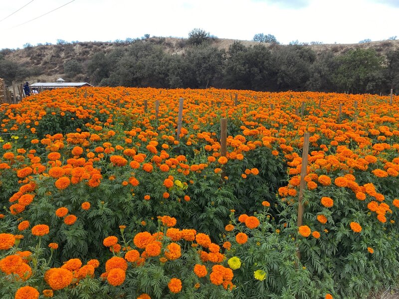 Giant Marigolds at the Sanchez Farm on Sierra Highway.