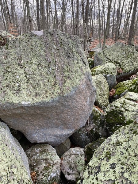 Climb Sid the sloth, CT Bouldering