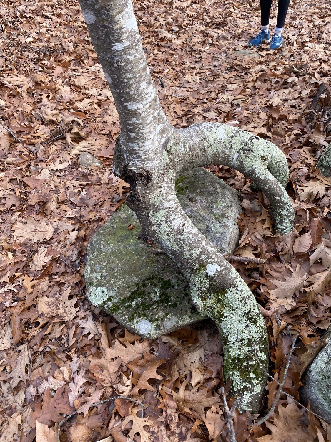 Crazy split-trunk tree that maybe started growing around the boulder below