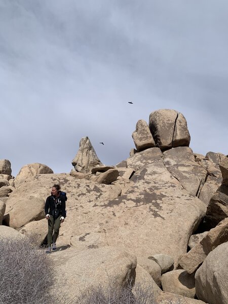 Carson and the crows leaving Centurion