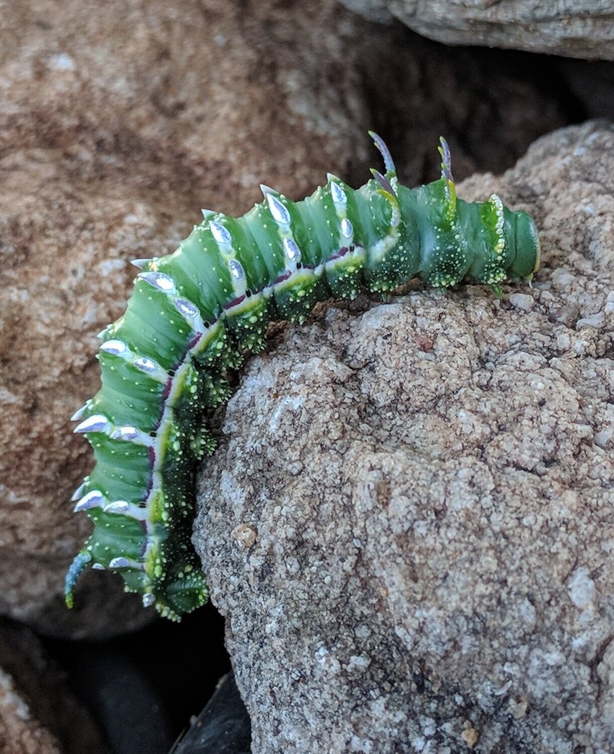 Alien looking caterpillar