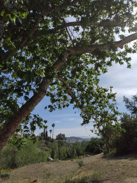 Two Trees Trail parking area view, Box Springs Mountain Reserve