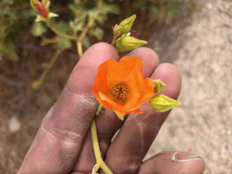 Desert Mallow at Bronto Rock