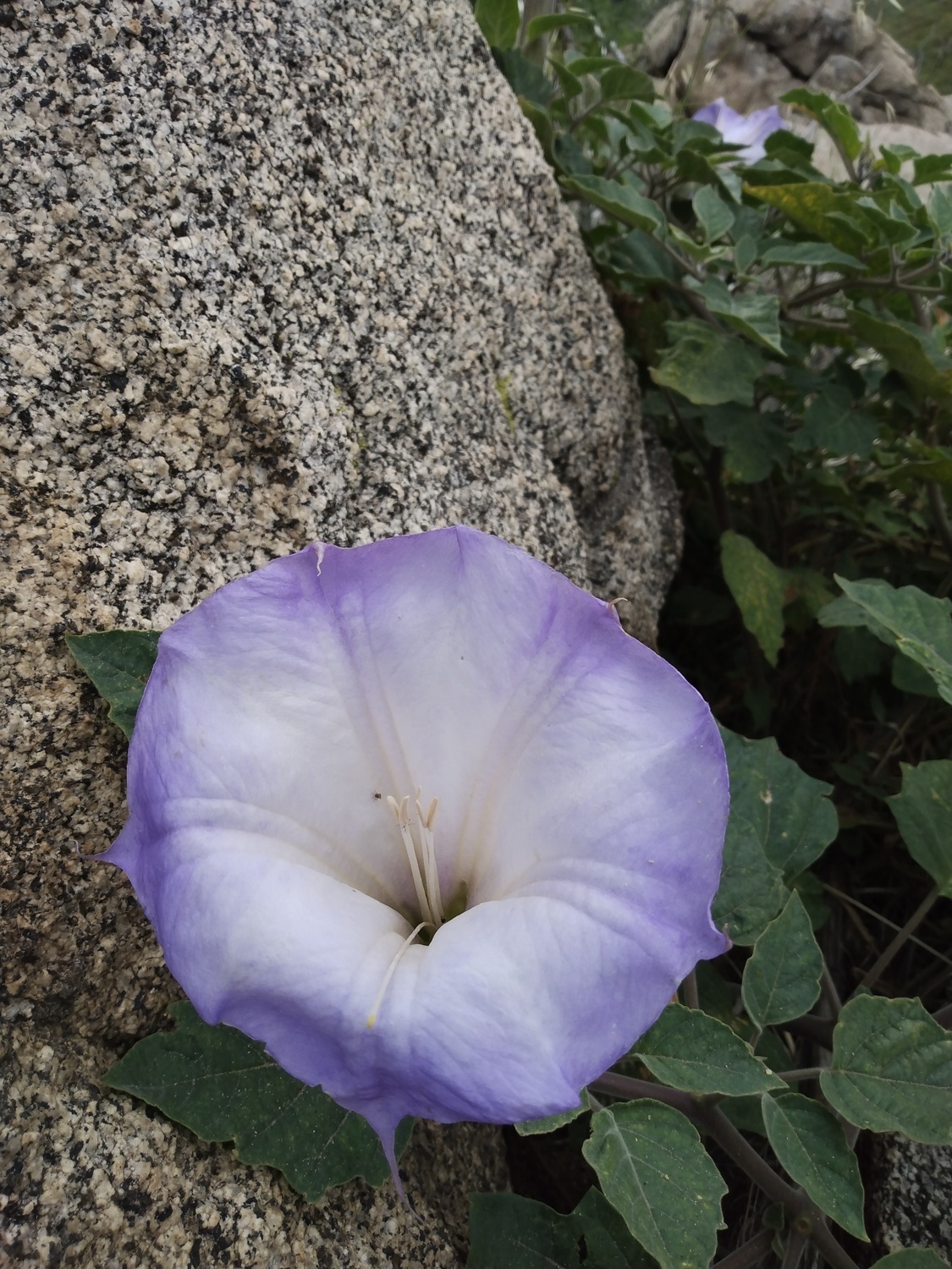 Jimson Weed (Datura stramonium), Box Springs Mountain Reserve