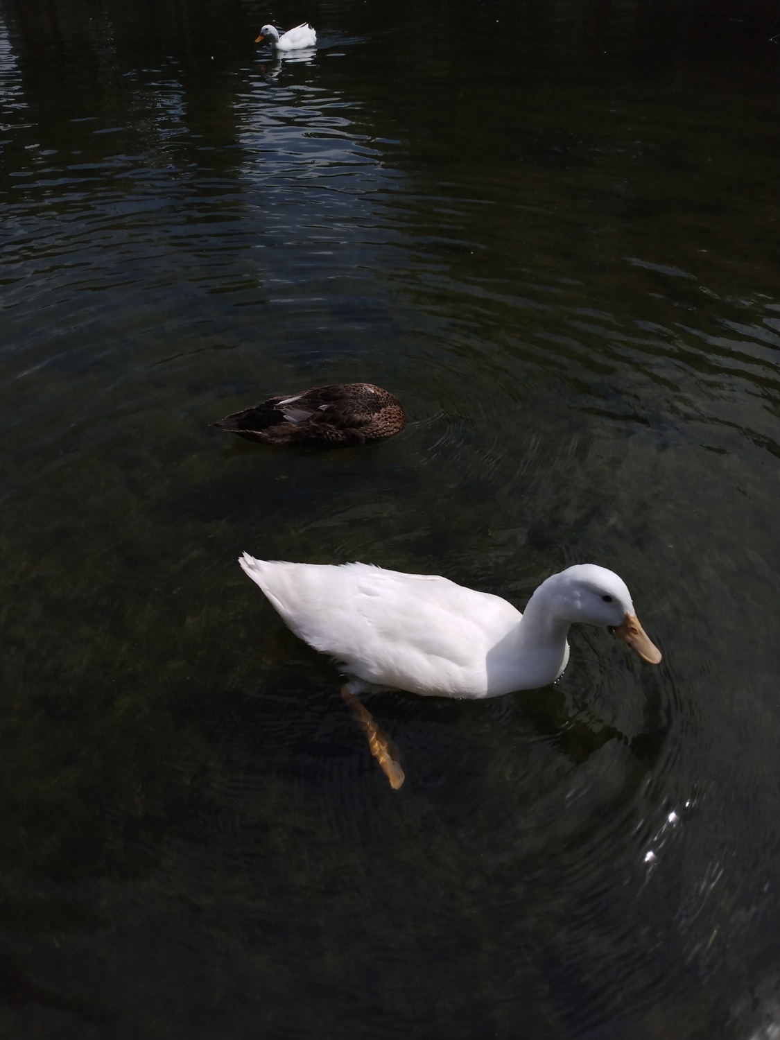 Ducks at Ford Park, Inland Empire