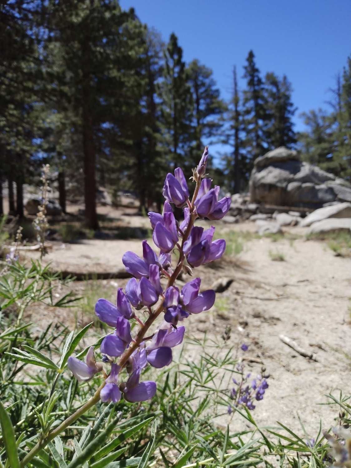 San Jacinto Lupine (Lupinus hyacinthinus), Tramway