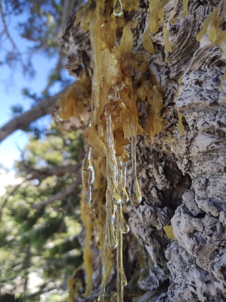 Bleeding sap tree, Tramway
