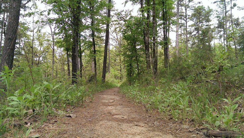 EZ Loop Hiking Trail, Tyler, Texas