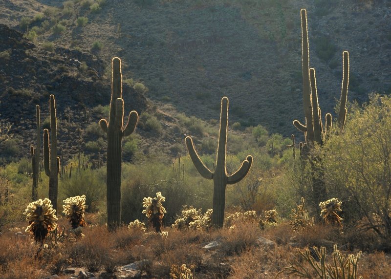 Sonoran cactus-scape from the Waterfall Trail