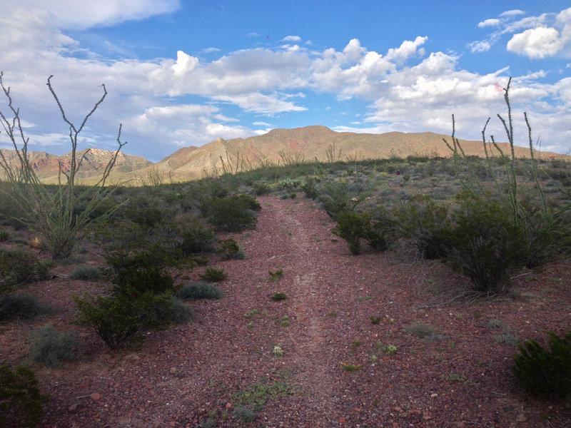 Ocotillo Hiking Trail, Canutillo, Texas
