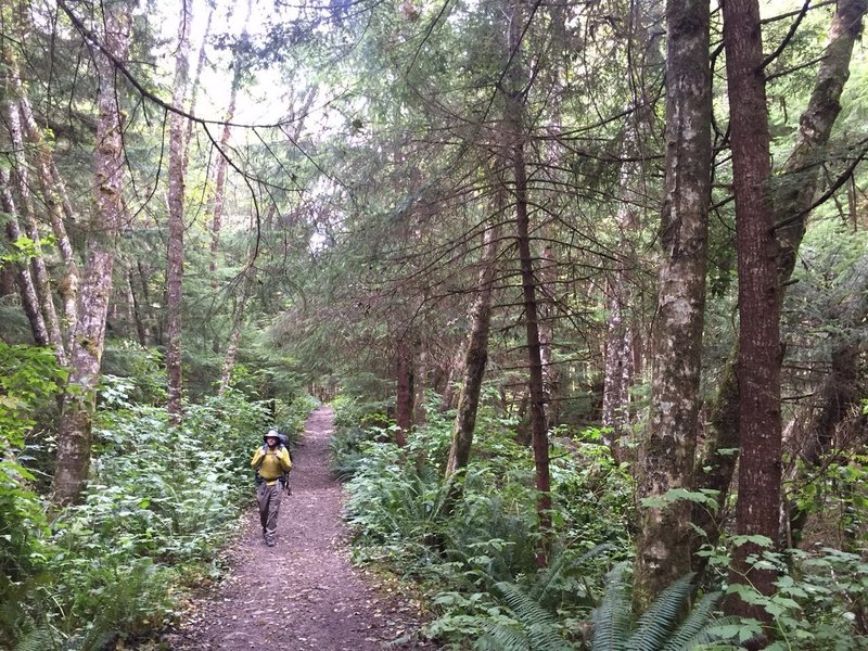 Third Beach Trail Hiking Trail, Forks, Washington