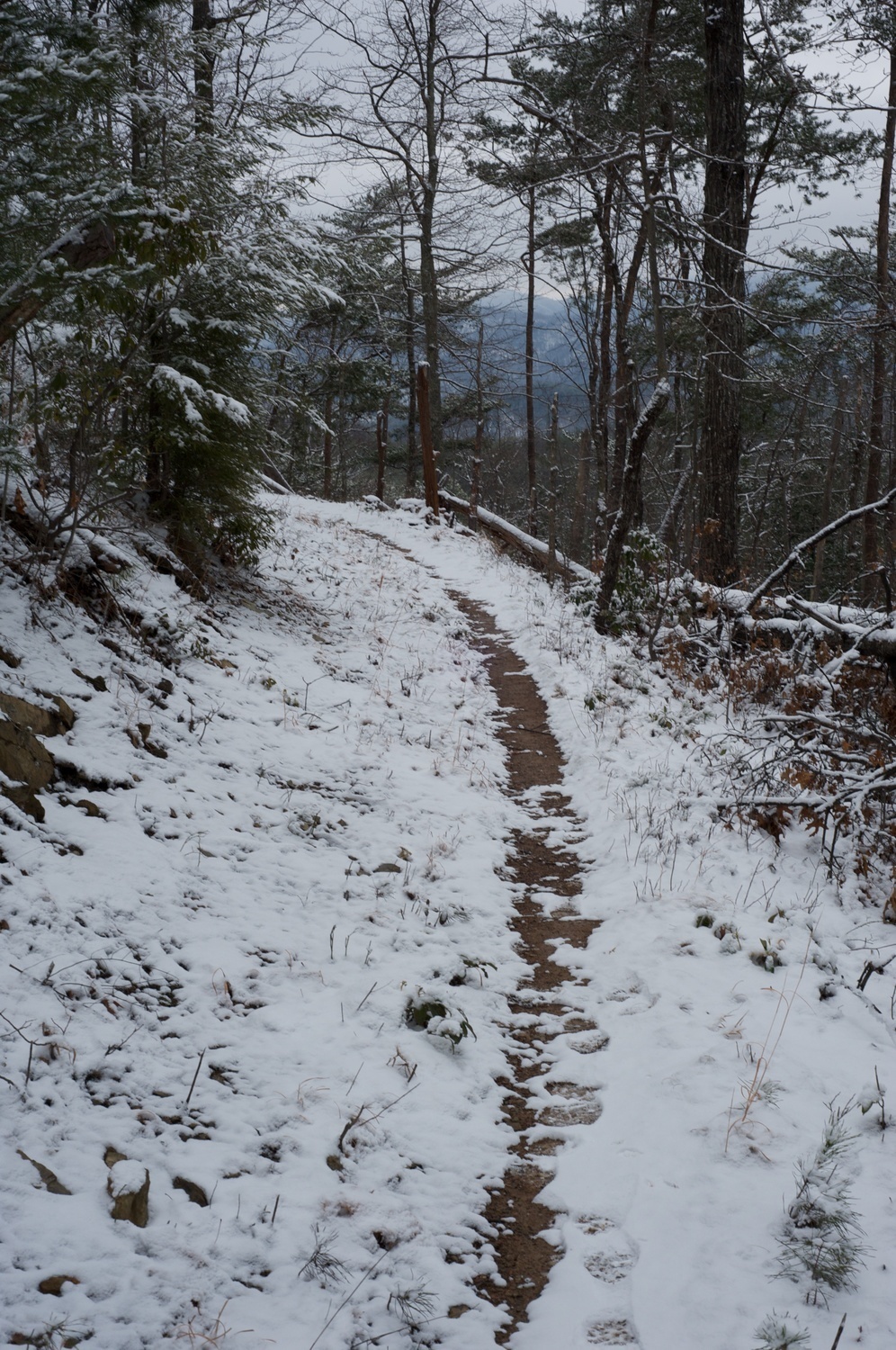 Chestnut Top Trail as it levels out and makes its way through the woods.