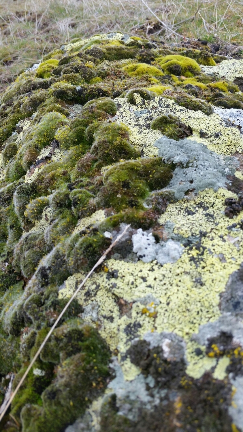 Mosses and lichens are perfect examples of high desert ecology, and can ...