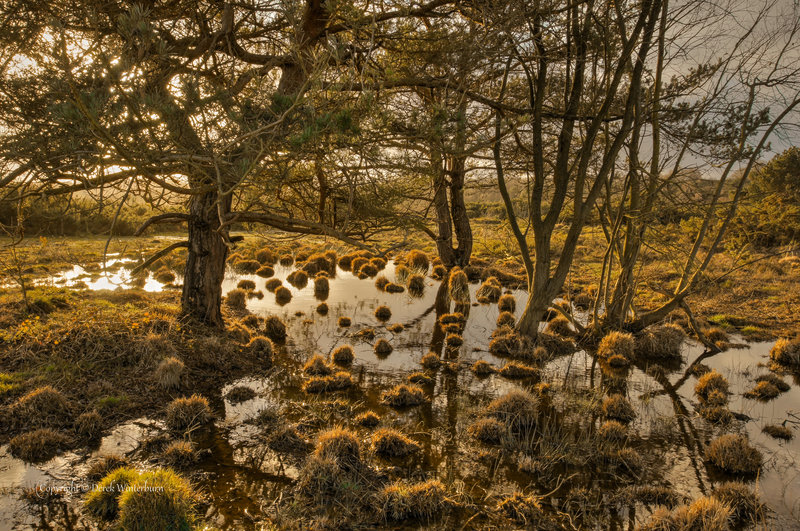 More Weird Grass