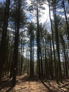 Running Trails near Lamping Homestead Recreation Area
