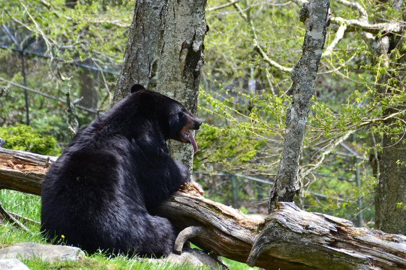 A fat Black Bear eating a snack!