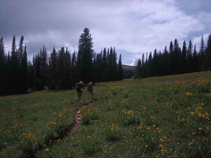 The Bacon Rind Creek Trail leaves Yellowstone and climbs through fields ...