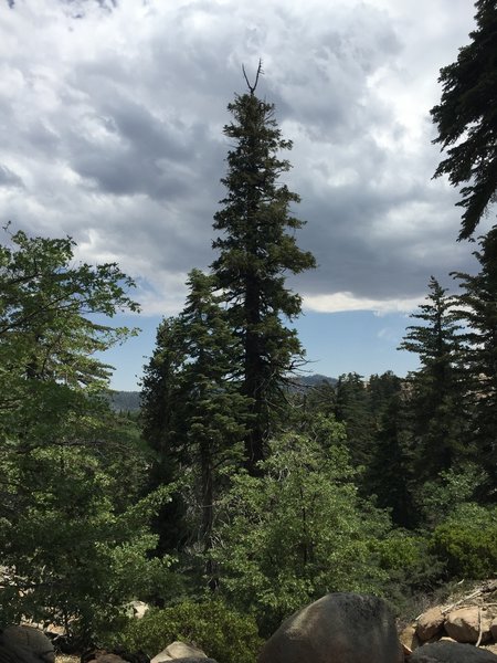 Exploration Trail Hiking Trail, Running Springs, California