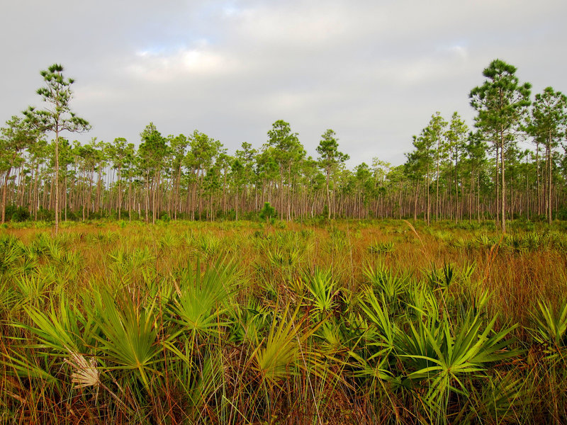 Everglades National Park - Long Pine Key Nature Trail.