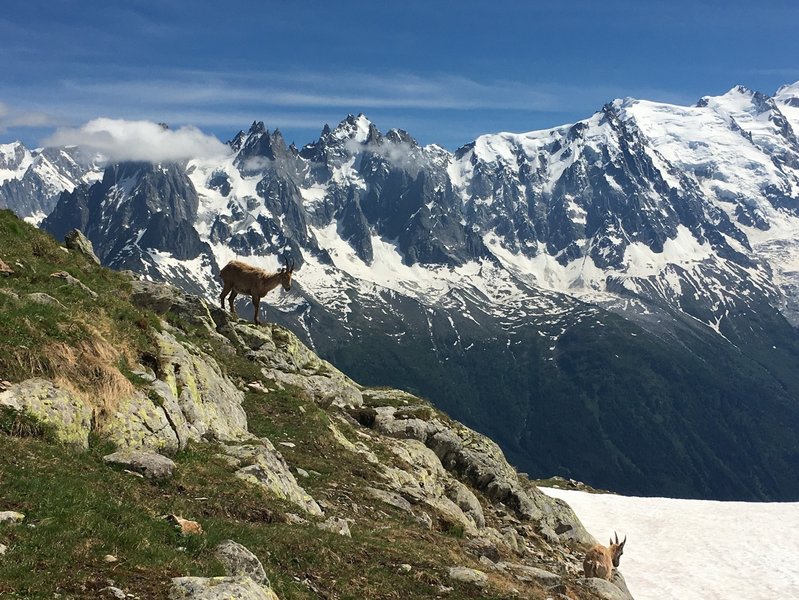 UTMB - Ultra - Trail du Mont Blanc Running Trail, Chamonix-Mont-Blanc ...