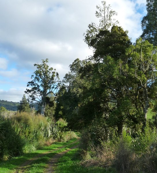 A typical section of trail along the Kaniwhaniwha: Nikau Walk along the ...
