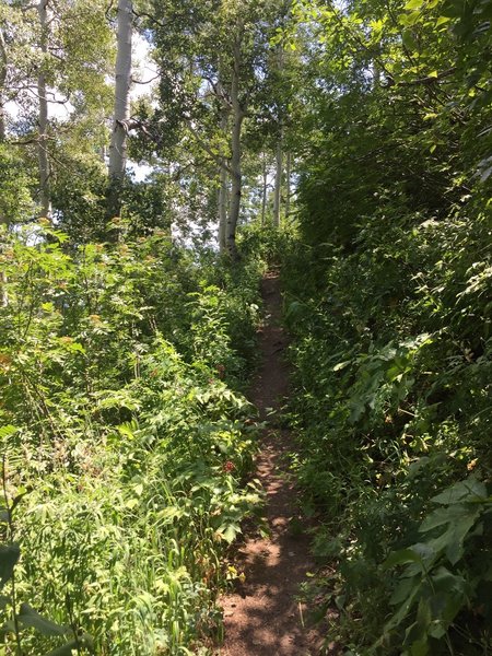 Butler Fork Trail. Typical trail section. Narrow path with heavy ...