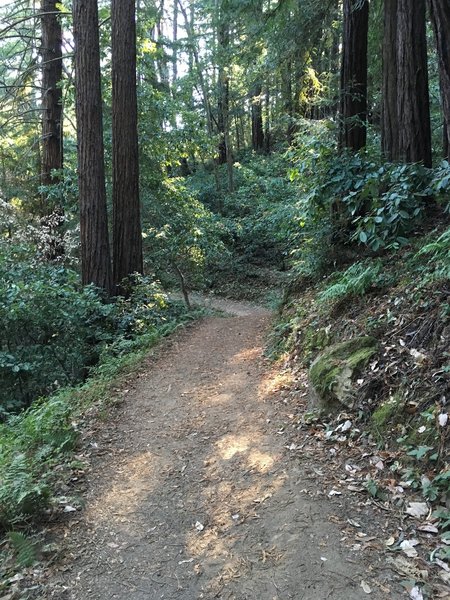 Merry-Go-Round Loop Running Trail, Gilroy, California