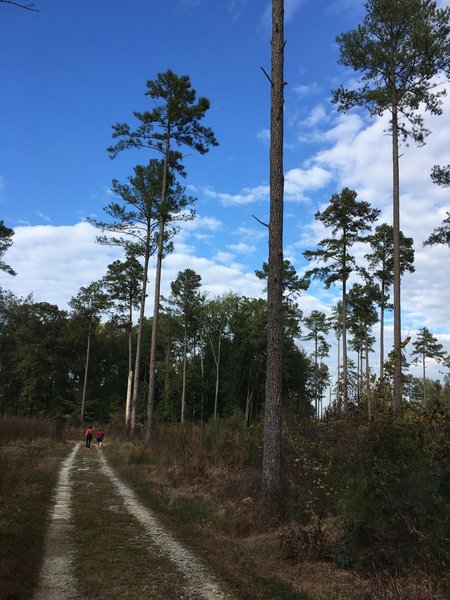 Duke Korstian Loop Hiking Trail, Chapel Hill, North Carolina