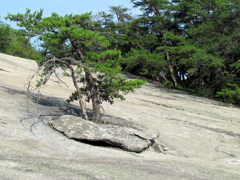 An incredibly persistent tree grows along the way.