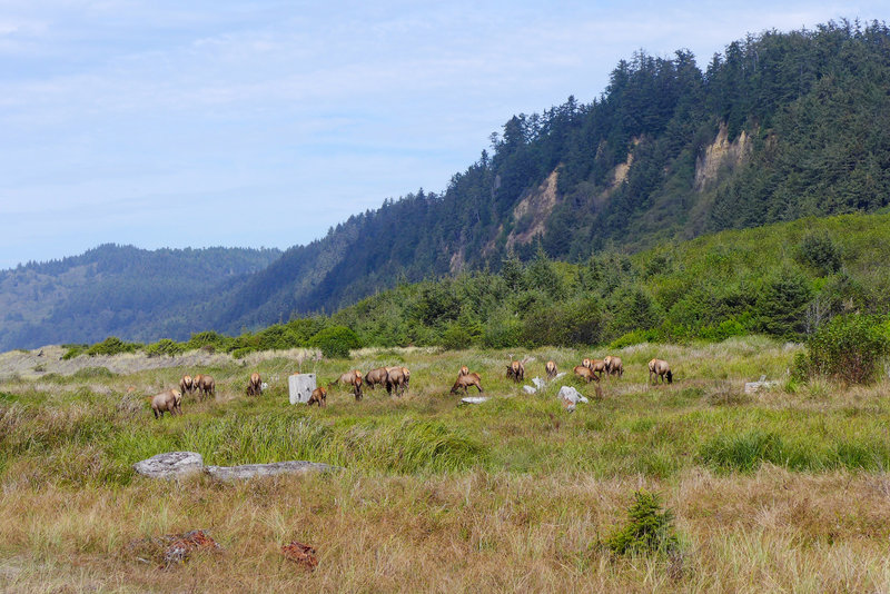 A herd of Roosevelt elk enjoying the day on the beach.