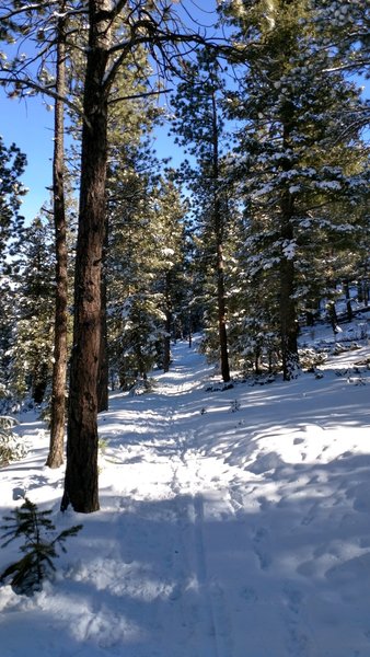 Three Sisters Loop Hiking Trail, Evergreen, Colorado