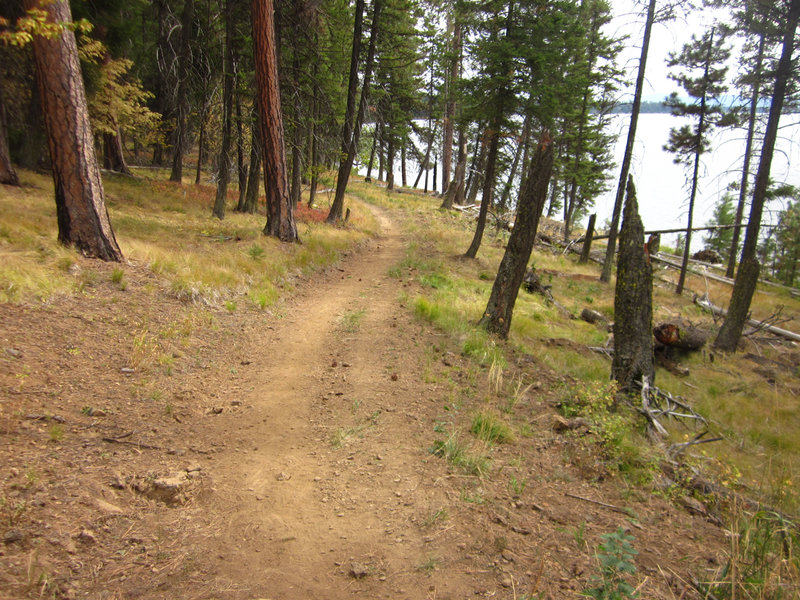 The Huckleberry Trail meanders through pine forests as it makes its way ...