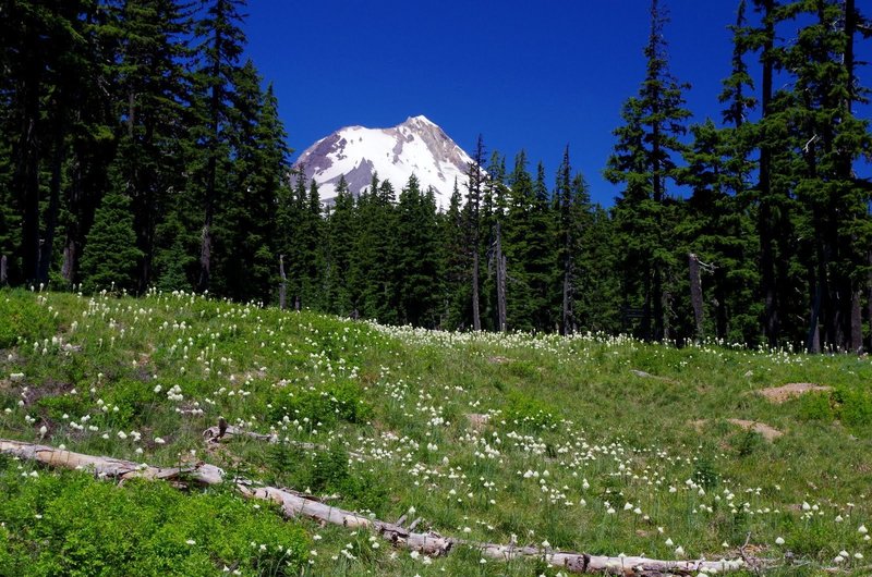 Mt. Hood and bountiful wildflowers serve as your companions on the ...