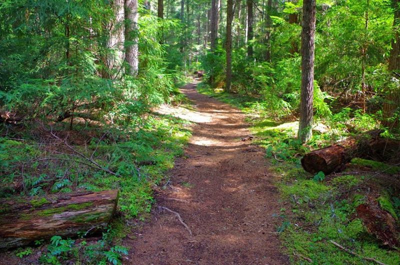 The Timothy Lake Trail heads through dense forests on its way toward ...