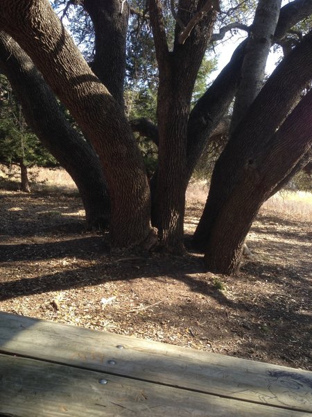 Enjoy this picnic bench and hydra tree at the southern end of the ...