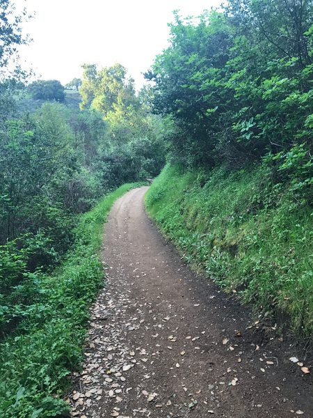 Cora and Seven Springs Loop Running Trail, Saratoga, California