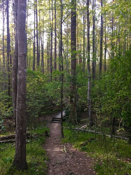 Lowland crossing on the Purple Trail.