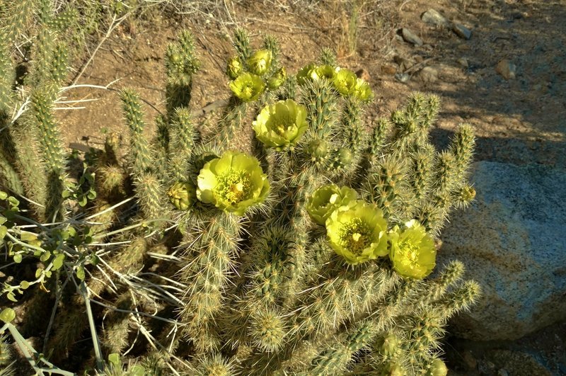 A cholla cactus blooms along the Palm Canyon Trail. This type of cholla ...